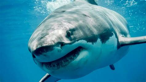 Video Tiburón Ataca A Surfista En Australia