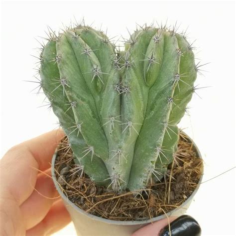 Polaskia Chichipe F Dicotomica 6 5 Cm Cactacea Giromagi Vendita Piante Grasse