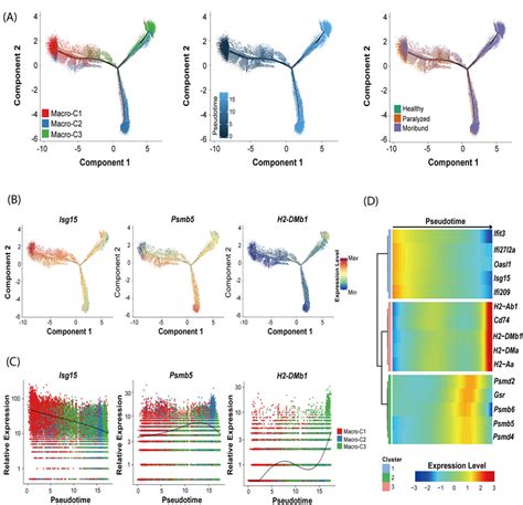 The Potential Developmental Trajectory Of Three Infiltrating Macrophage