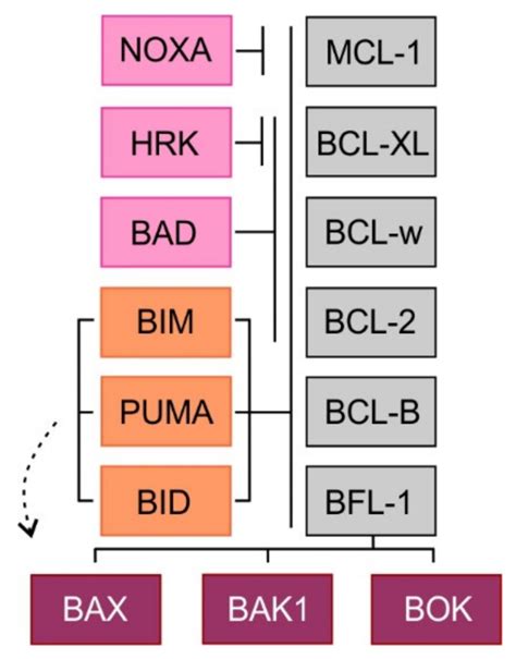 Binding Profile Of Pro Apoptotic Bh3 Domain Only Proteins And