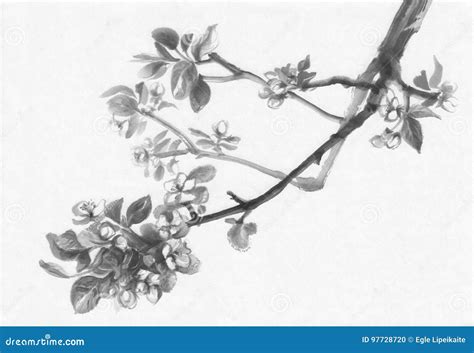 Apple Tree Flowering Ink Painting Stock Illustration Illustration Of Beauty Black 97728720