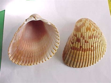 Shell ID Phylum Mollusca Flashcards Quizlet