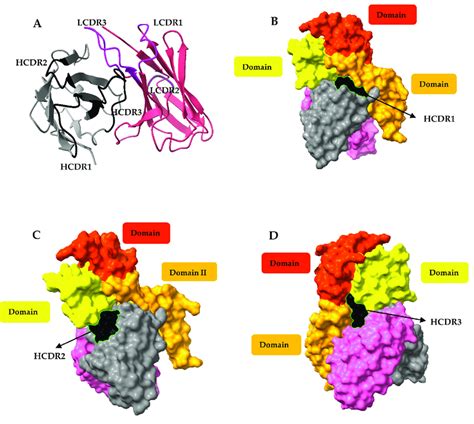 Computational Models Of The Sr G1 Scfv Structure And Its Download