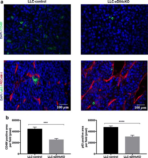 Cancer Stem Like Phenotype In Llc Tumors Transplanted To Download