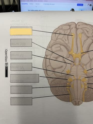 Cranial Nerves Flashcards Quizlet