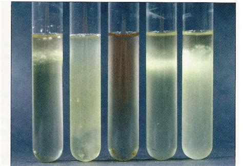 Growth Patterns In Thioglycollate Medium Diagram Quizlet