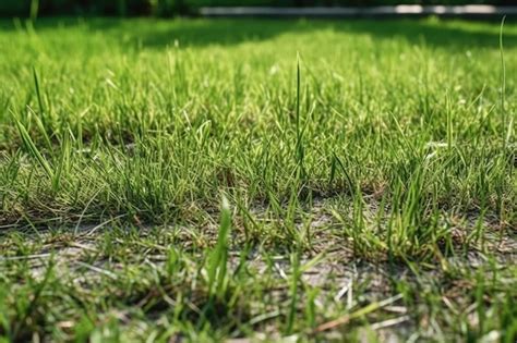 Premium Ai Image A Patch Of Green Grass With A Dead Zone Sickness