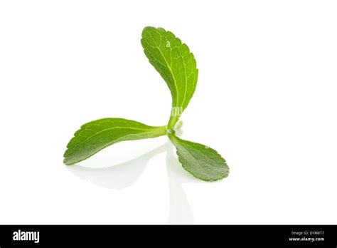 Stevia Rebaudiana Leaf Isolated On White Background Culinary