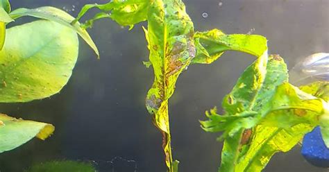 Java Fern Brown Spots Album On Imgur