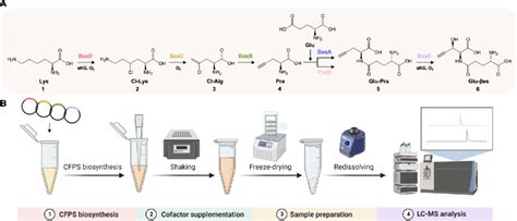 Cell Free Biosynthesis Of Unnatural Amino Acids Containing Chloro