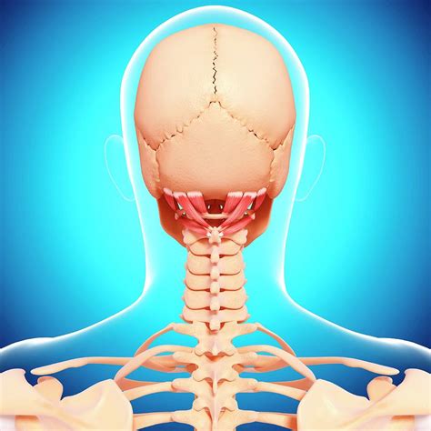 Human Neck Musculature 21 By Science Photo Library
