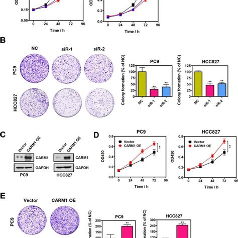 Carm1 Promotes Nsclc Cell Proliferation In Vitro A Cell