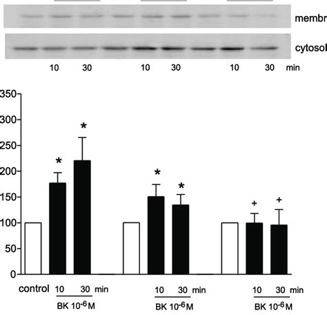 Bradykinin Regulates Transient Receptor Potential Melastatin 7 Trpm7