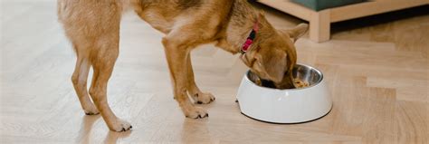 Food Aggression In Dogs What You Need To Know • Lemonade Insurance