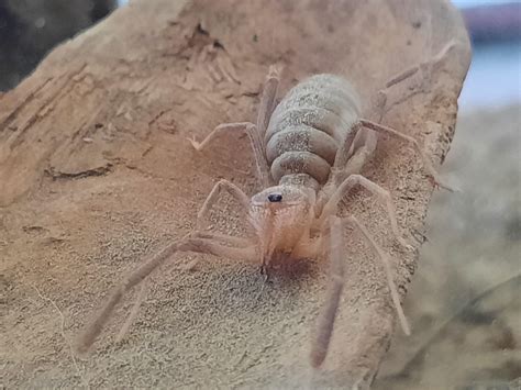 Giant Camel Spider Web