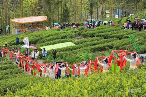 乡村振兴新模式｜ 做足茶文章 汶川乡村振兴一路飘香 极目新闻