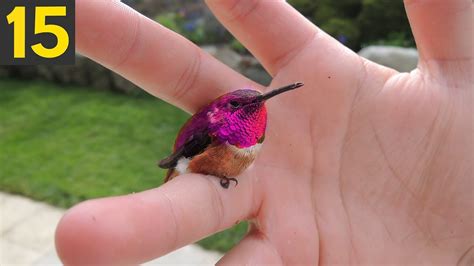 The Rarest Bird In The World