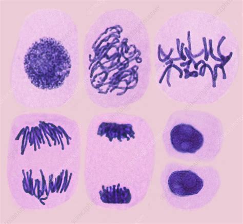 Plant Cell Mitosis Light Micrograph Stock Image C022 5100 Science