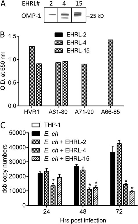 Characterization Of E Chaffeensis Omp 1 Specific Humabs A Three Of