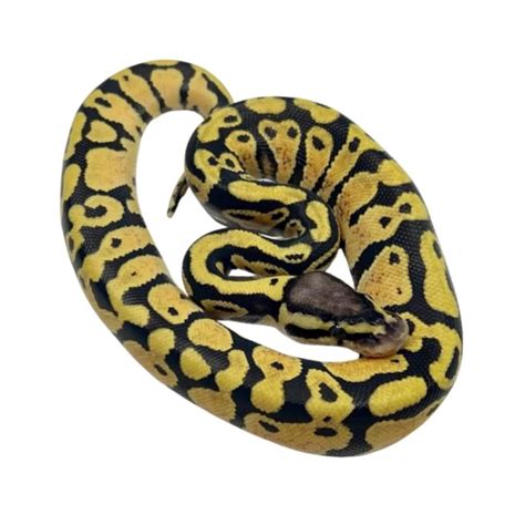 Gravel Yellow Belly Pastel 3k Exotics Quality Ball Python Breeder