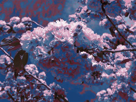 github hipersayanx colorscale color scale algorithm and bandw image coloring