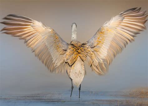 Crowd Results Birds With Wings Stretched Out Not In Flight Bird Photo Contest Photocrowd