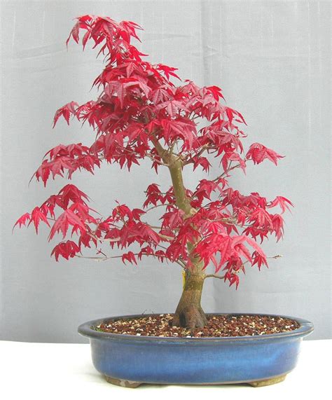 Pcs Japanese Maple Tree Bonsai Seeds Acer Palmatum Atropurpureum Home