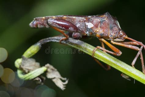 Anasa Tristis Squash Bug Stock Image Image Of Macro 3247297