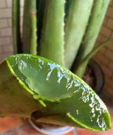 這「3種」植物，再貴也要養，殺菌又除臭，身體更健康 每日頭條