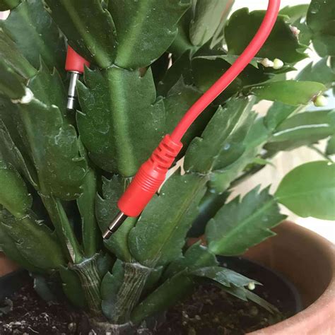Elevator Sound Cables 75cm Red Straight Eurorack Single Elevator Sound