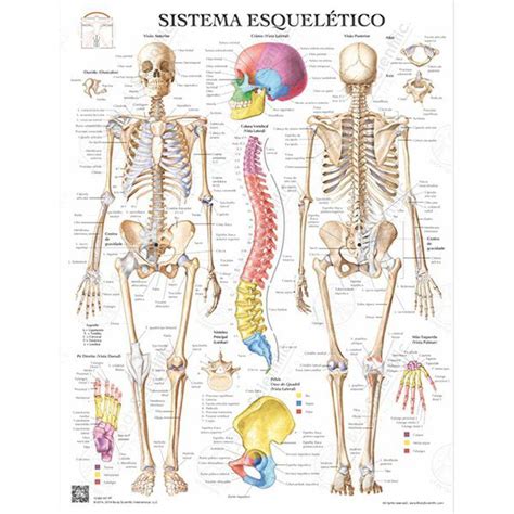 Sistema Esqueletico Mapa Mental Casas Bahia