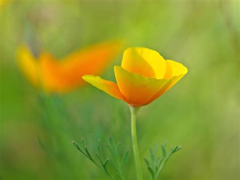 Eschscholzia Californica 양귀비 꽃 노란색 Pixabay의 무료 사진