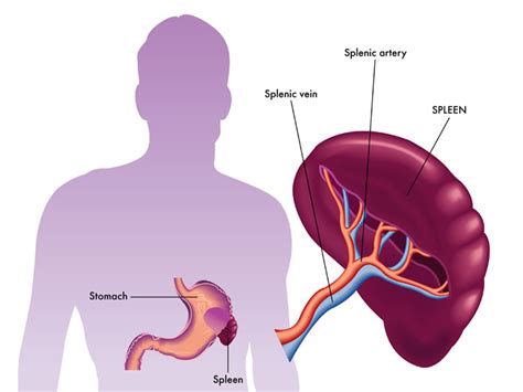 Can You Live Without A Spleen Faculty Of Medicine