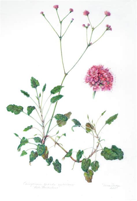 Colored Pencil With Nina Antze May 9 2023 — Sebastopol Center For The Arts California
