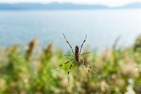 Premium Photo Spider On Net