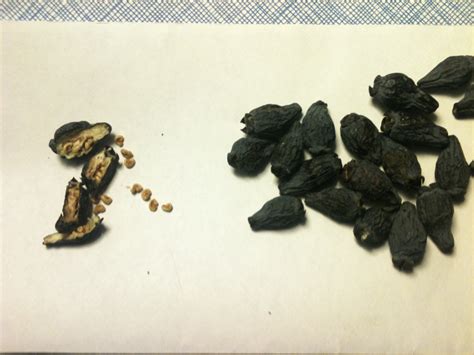 mystery fruit (plants forum at permies)