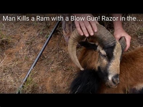 Man Kills A Ram With A Blow Gun Razor In The Heart Youtube