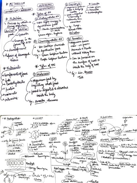 Life Processes Pdf Physiology