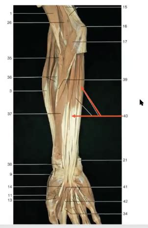 Anterior Forearm Deep Diagram Quizlet