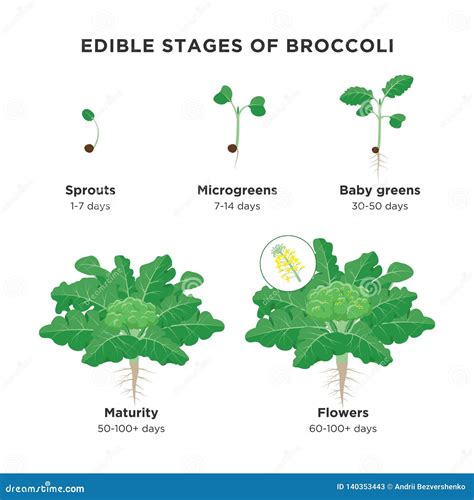 Stages Of Growing Broccoli