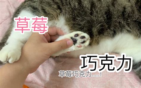 从头到脚看光十七～草莓巧克力爪～ 哔哩哔哩