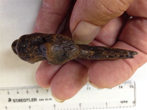 Giant Sloth Claw Fossil 3 5 Fossils And Artifacts For Sale Paleo