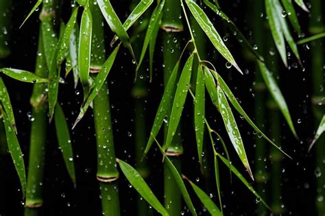 Green Bamboo Leaves With Raindrops On Black Background Shallow Depth Of