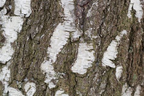 Tree Bark In A Forest Covered With Snow Close Up A Natural Background