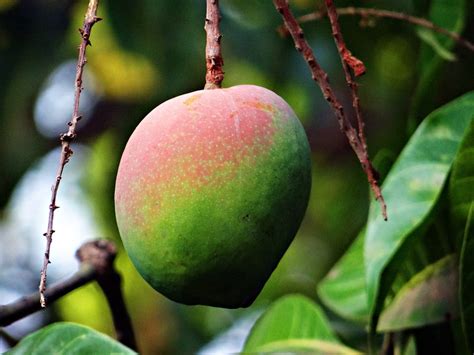 Cómo Sembrar Una Semilla De Mango