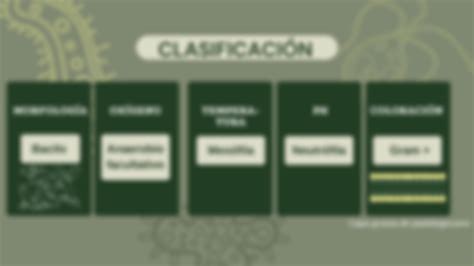 SOLUTION Presentaci N Microbiolog A Bacterias Ilustrativo Verde 1