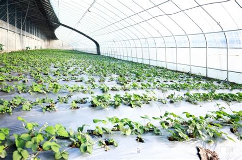 乡村新面貌 新疆阿图什温室草莓抢鲜上市 界面新闻 中国