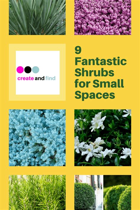 9 Fantastic Shrubs For Small Spaces