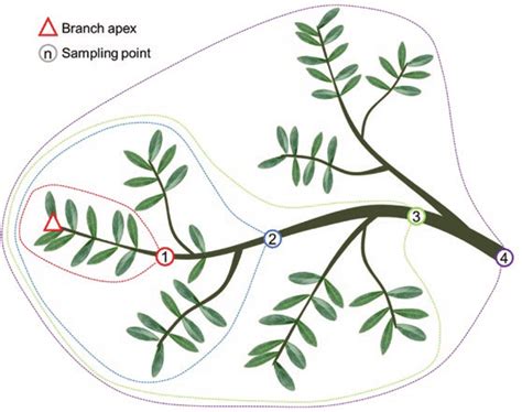 Branch Sampling Sampling Points Numbered Circles Were Identified