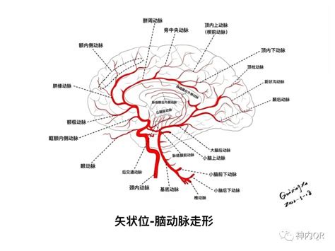 脑血管解剖【精品手绘 徐桂兴】 Medsci Cn
